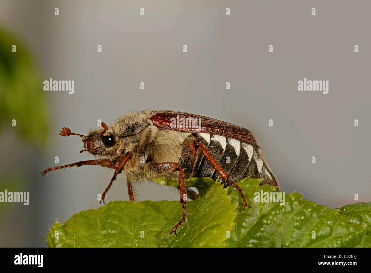 Cockchafer, May bug (Melolontha Stock Photo - Alamy