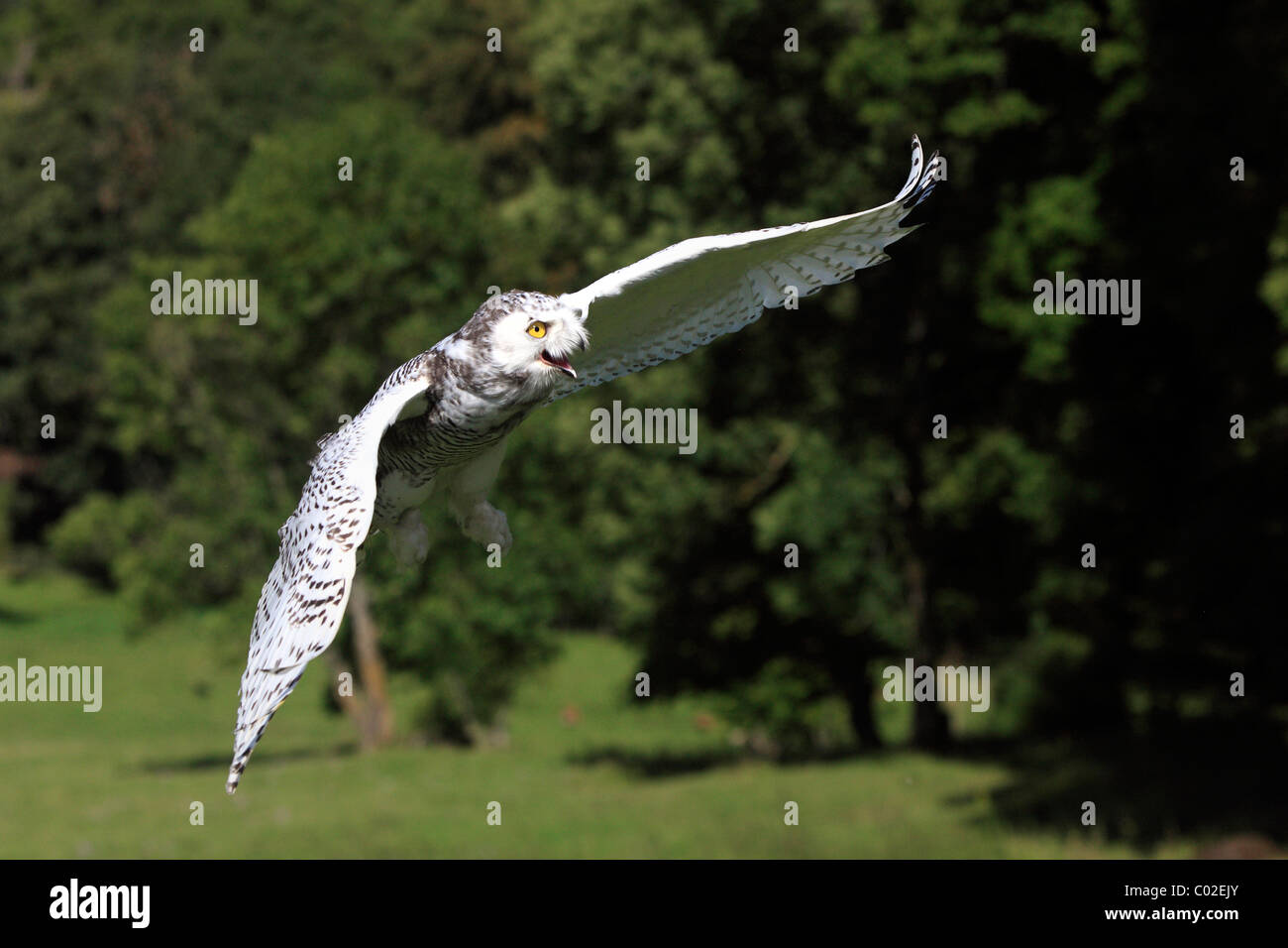 Barn Owl (Tyto alba), flying adult, Germany, Europe Stock Photo - Alamy