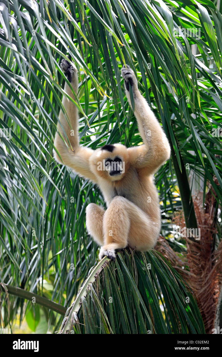 Northern White-cheeked Gibbon (Hylobates leucogenys), female adult in ...