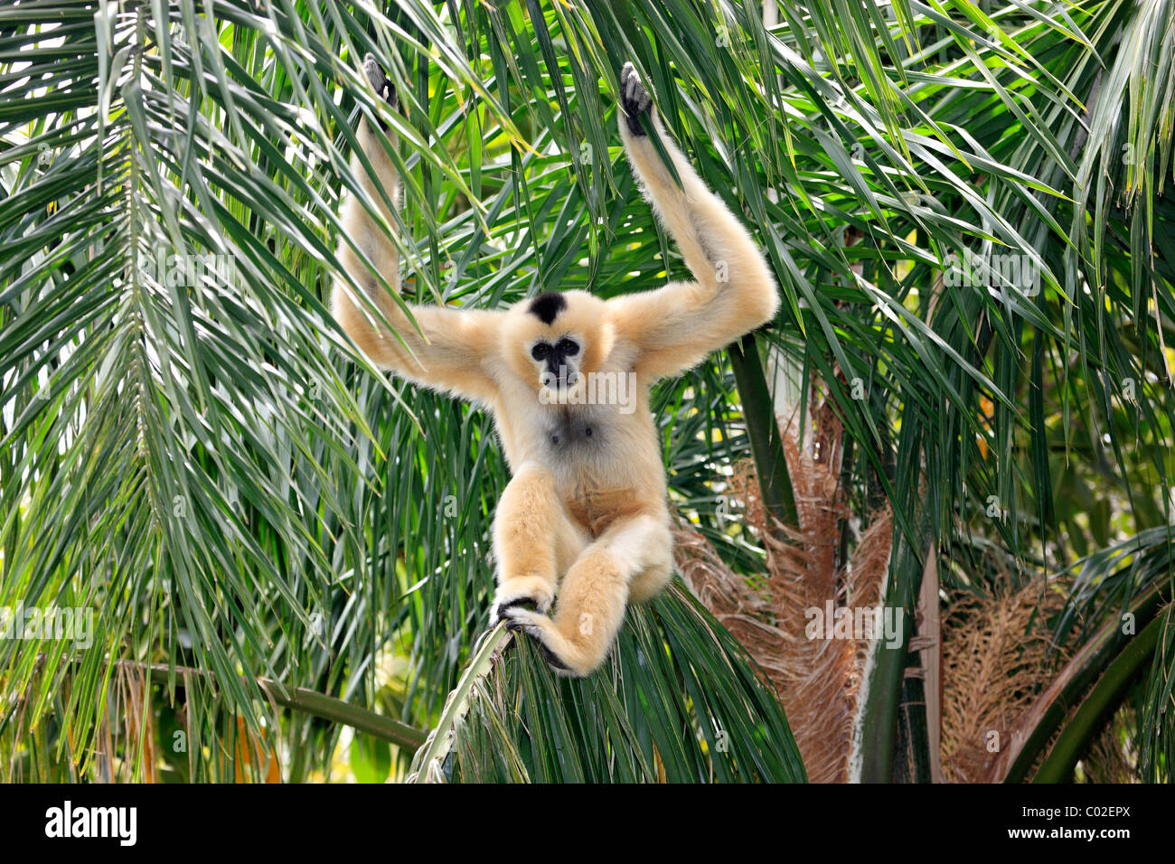 White cheeked gibbon hi-res stock photography and images - Alamy