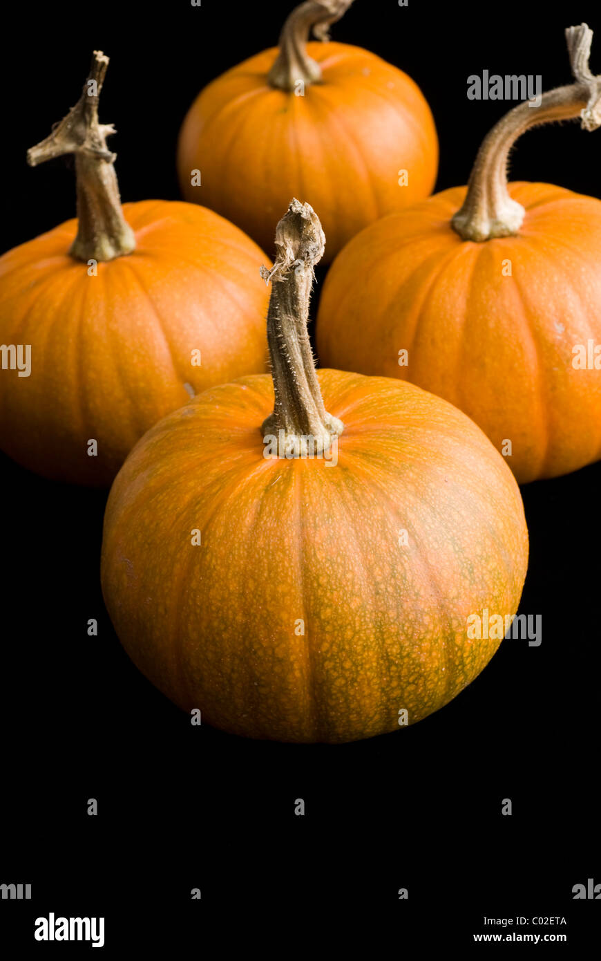 Baby bear squash hi-res stock photography and images - Alamy