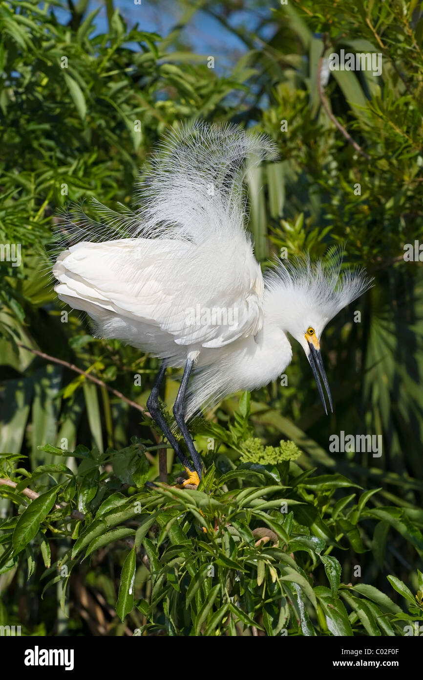 An adult Snowy Egret displaying Stock Photo - Alamy