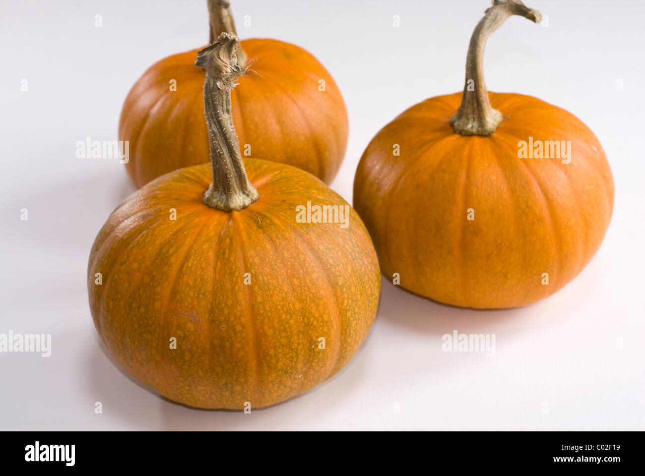 Baby Bear Pumpkins (Cucurbita pepo Stock Photo - Alamy