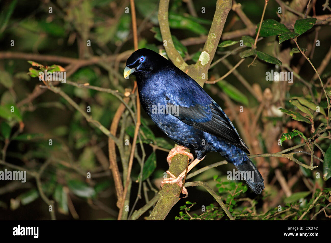 Satin Bowerbird (Ptilonorhynchus violaceus), male adult in tree, Lamington National Park ...