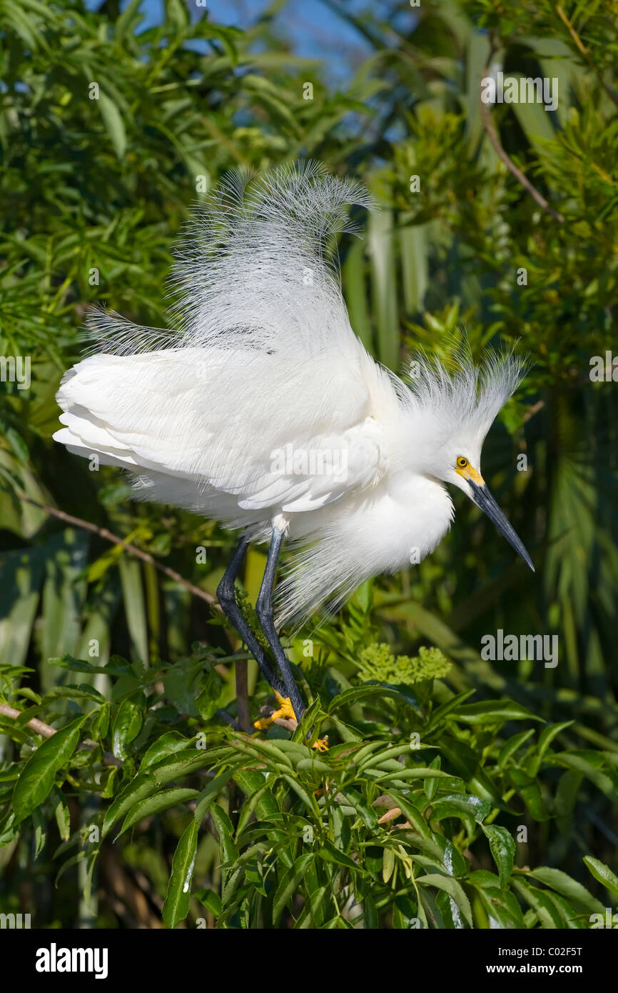 Perch snowy egret tree hi-res stock photography and images - Alamy