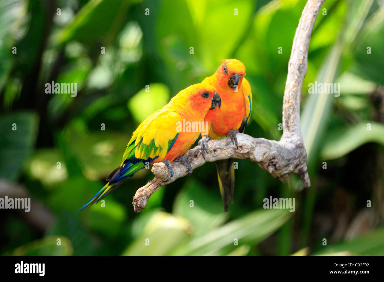Sun Parakeet or Sun Conure (Aratinga solstitialis), pair in a tree ...