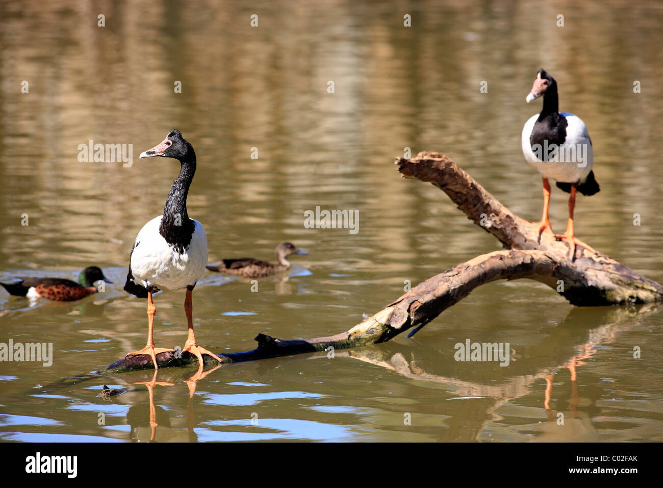 Australian magpie pair hi-res stock photography and images - Alamy