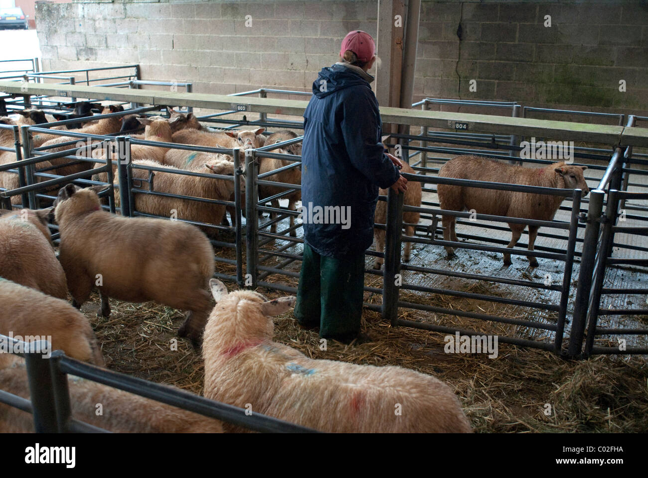 Sheep drover hi-res stock photography and images - Alamy