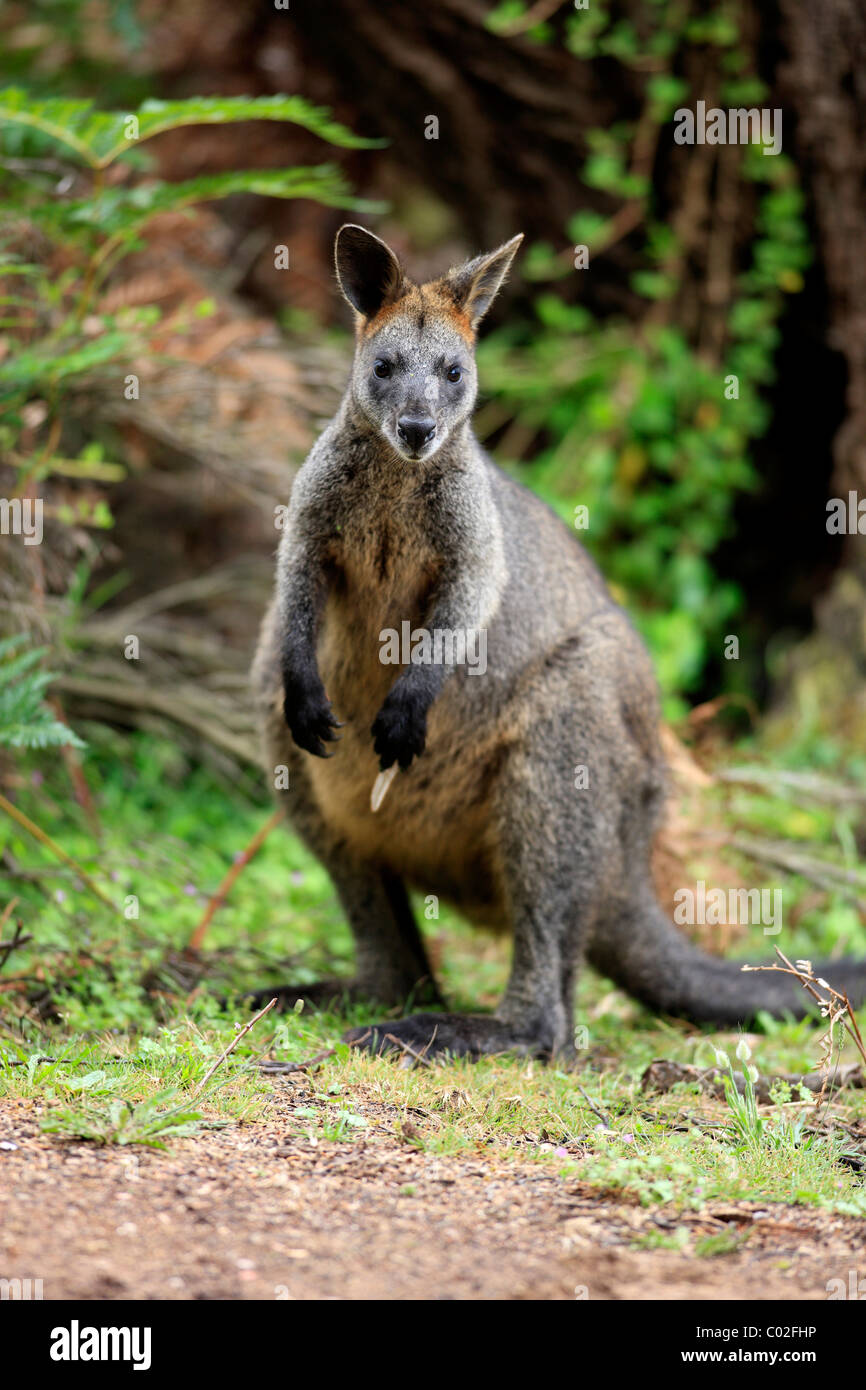 Wilson swamp hi-res stock photography and images - Alamy