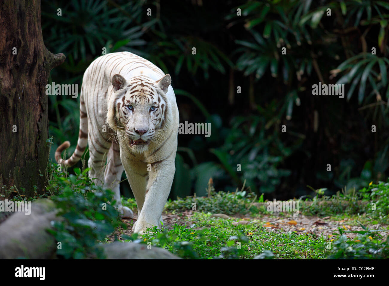 Bengal tiger or Royal Bengal tiger (Panthera tigris tigris), running ...