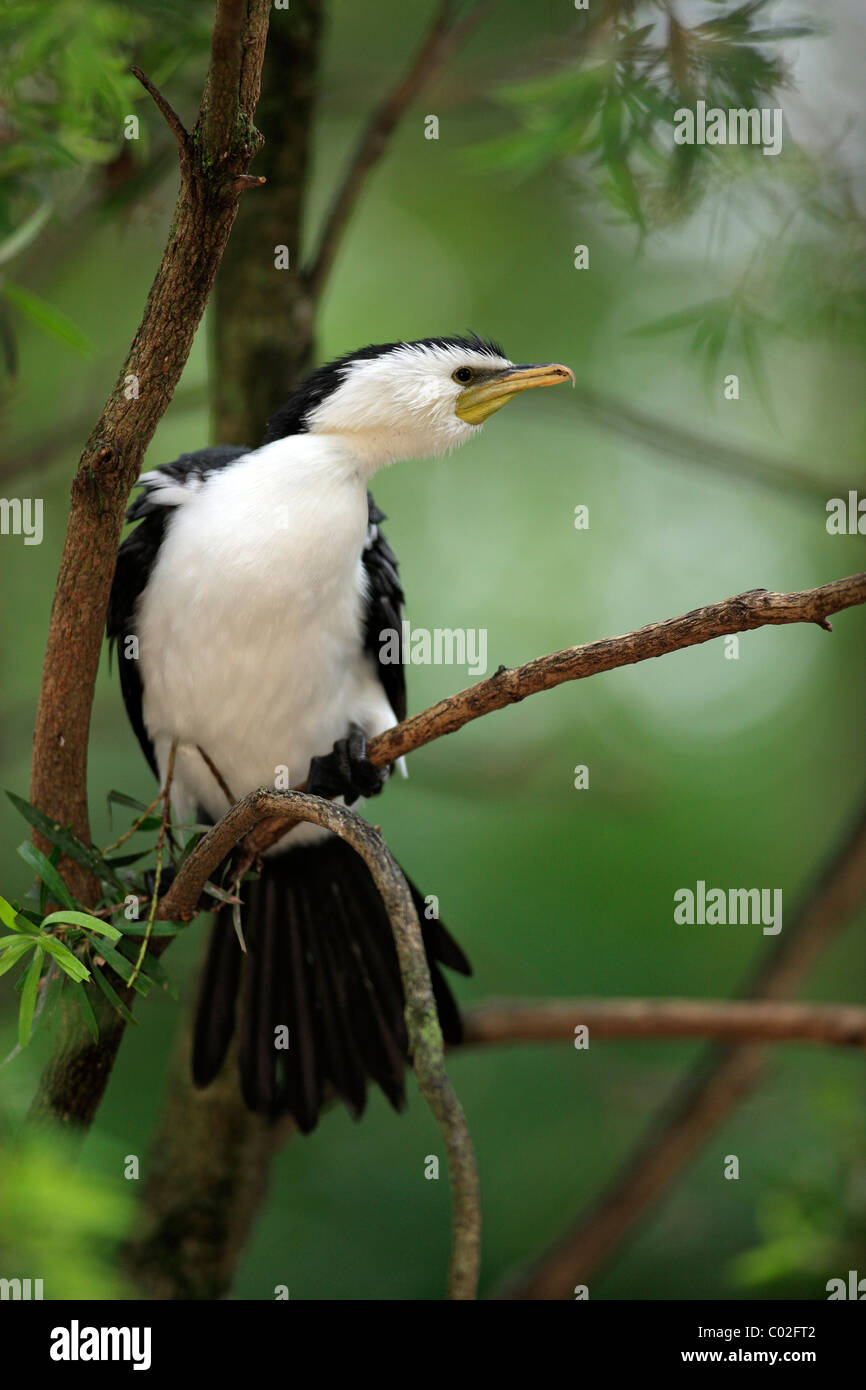 Australian shag hi-res stock photography and images - Alamy