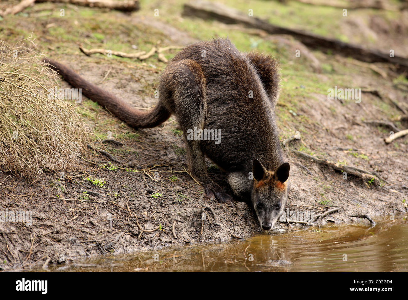 Swamp Wallaby (Wallabia bicolor), adult female drinking from a creek ...