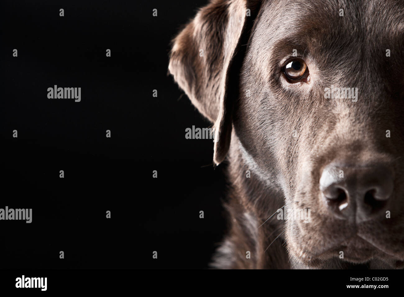 Close Up Shot of a Handsome Chocolate Labrador Stock Photo - Alamy