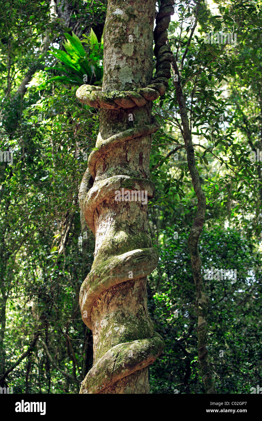 Liane hi-res stock photography and images - Alamy