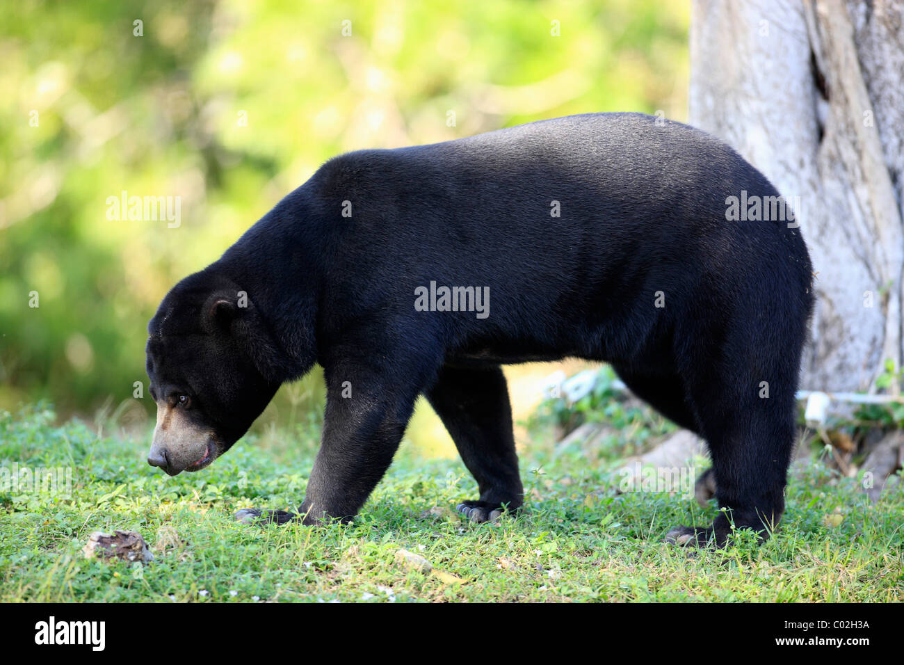 Sun Bear (Helarctos malayanus), female adult, Asian Stock Photo - Alamy