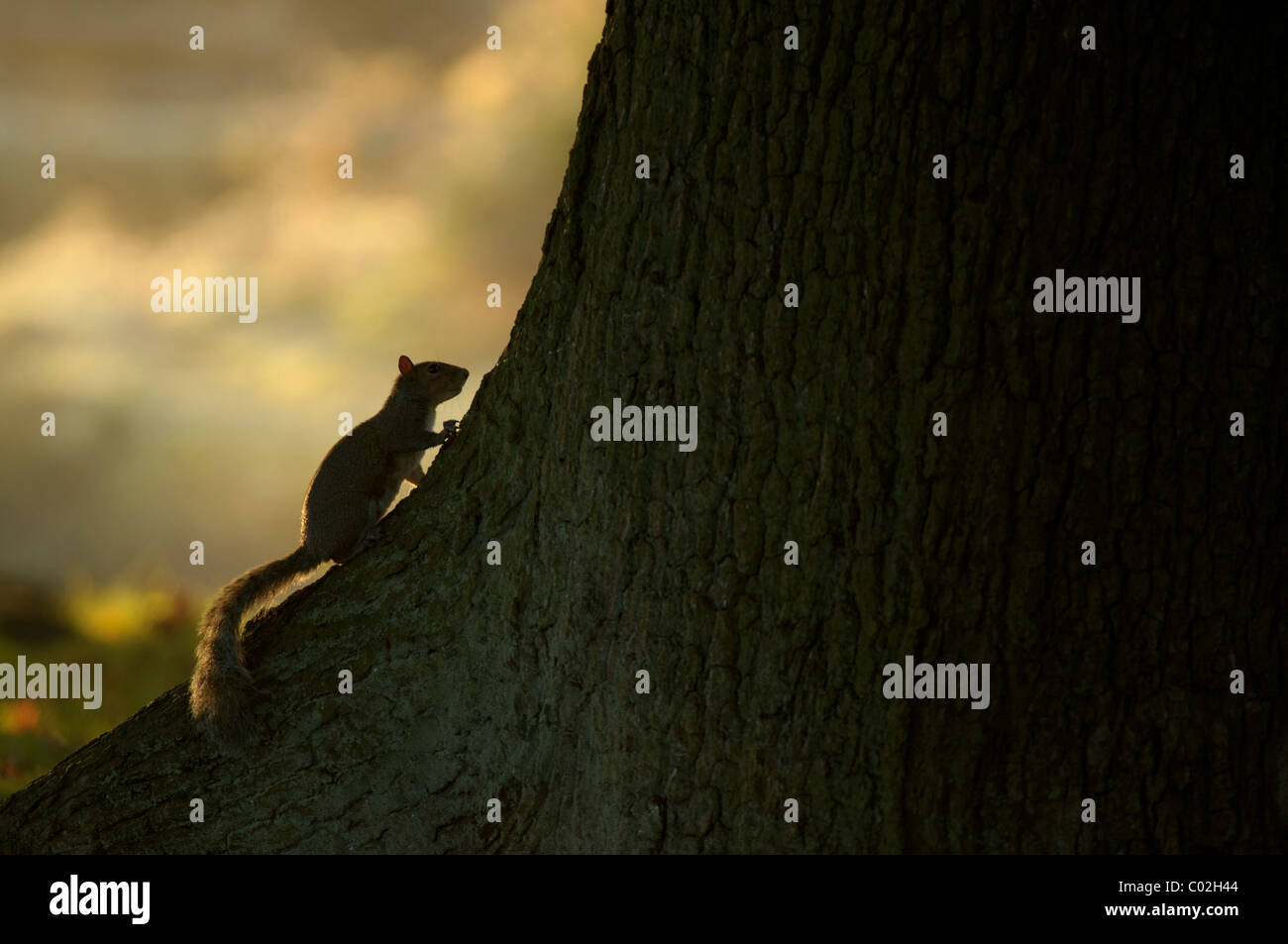 Grey Squirrel, Gray Squirrel (Sciurus carolinensis) sitting at the base ...