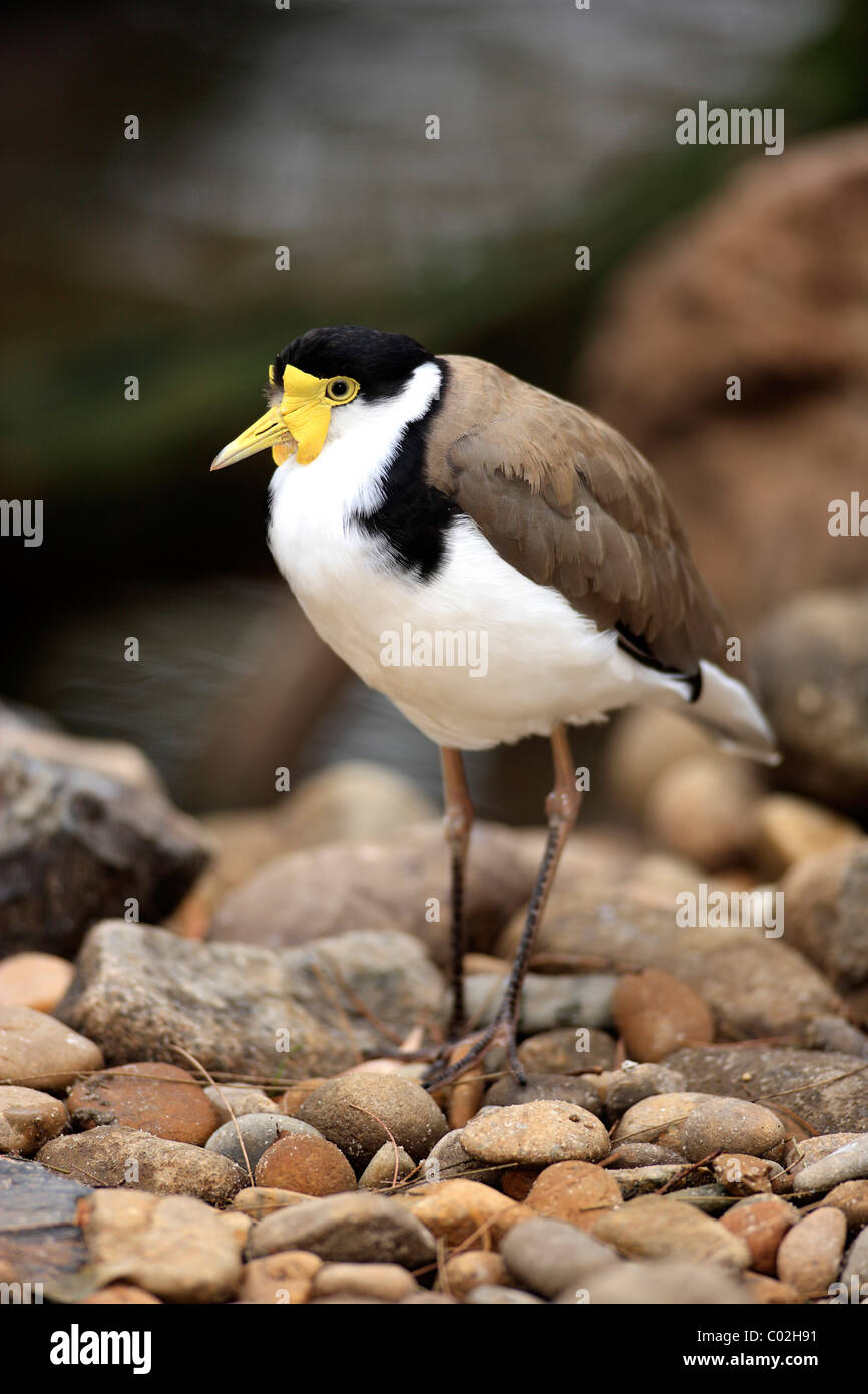 Australian plover hi-res stock photography and images - Alamy