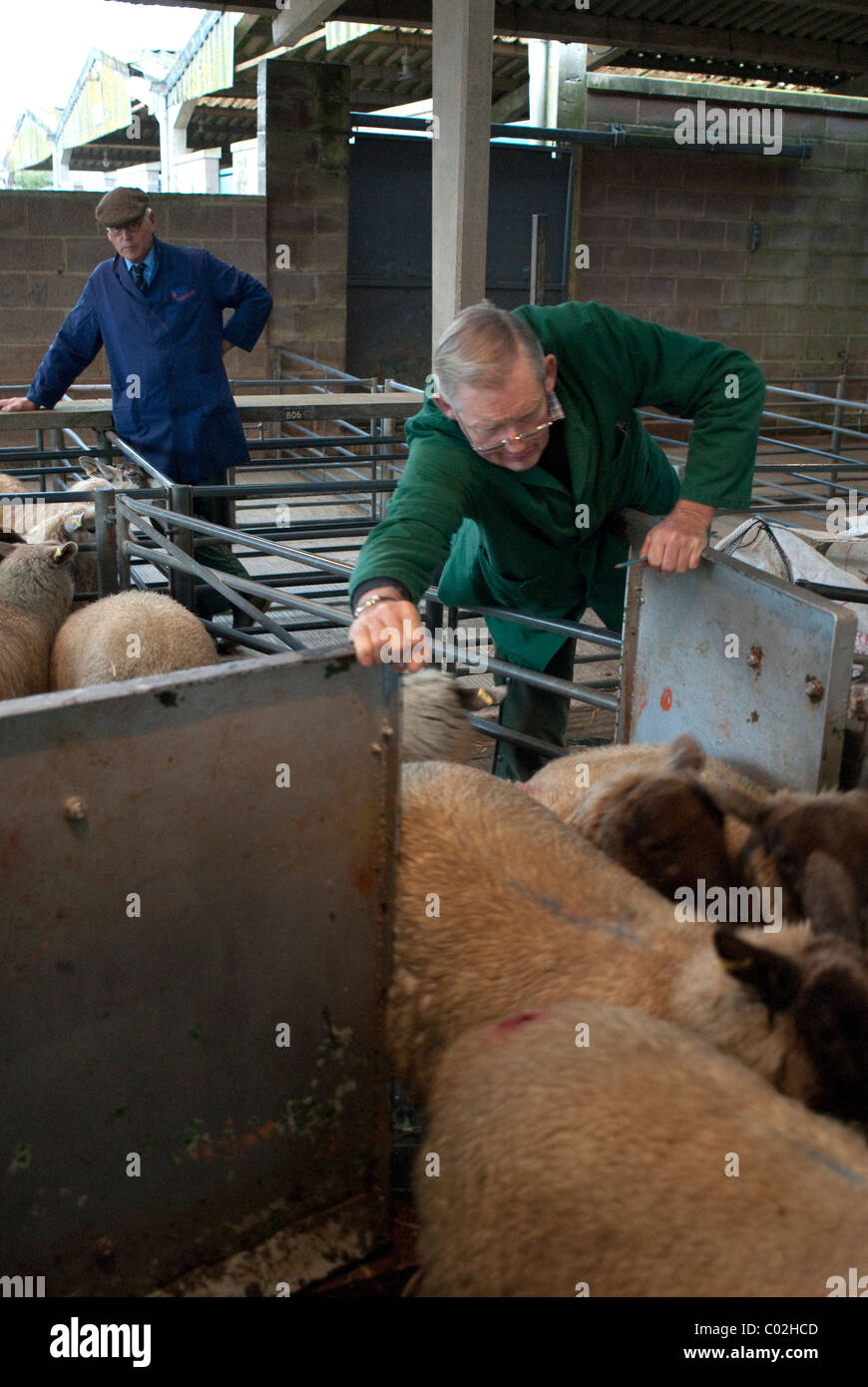 Weighing-in sheep at Taunton Livestock market, booking in, tagging with ...