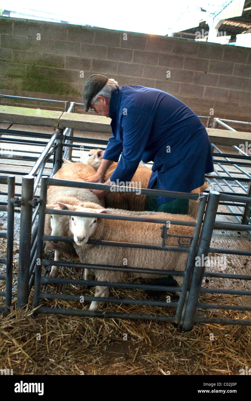Weighing-in sheep at Taunton Livestock market, booking in, tagging with ...