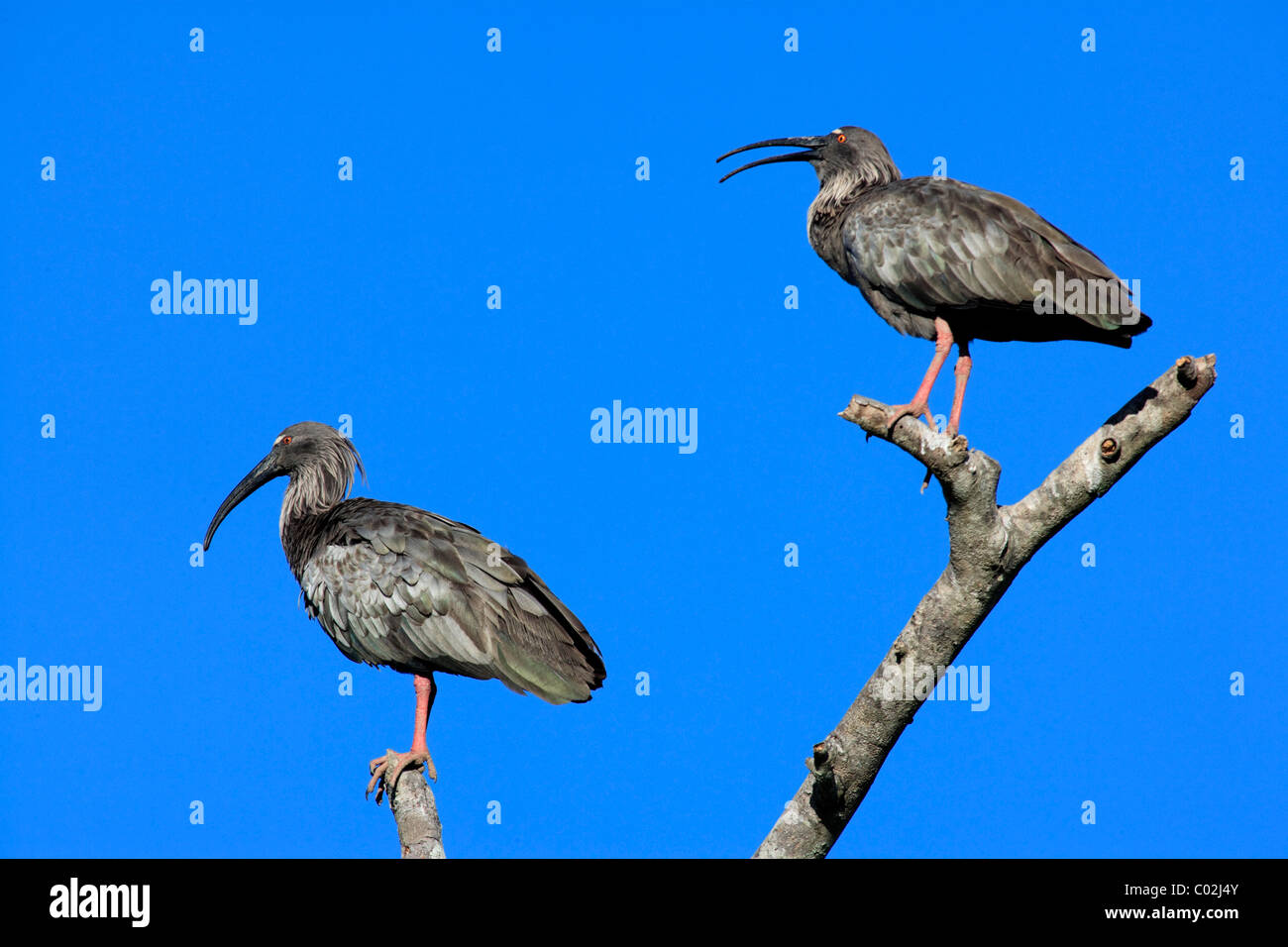 Plumbeous ibis (Theristicus caerulescens), male and female bird, adult ...