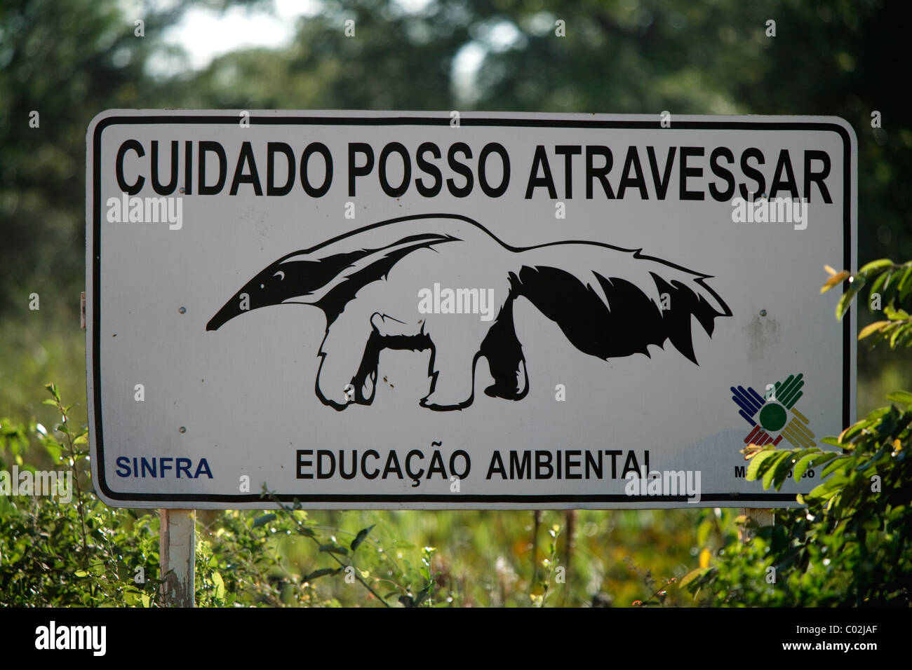 Giant anteater myrmecophaga tridactyla hi-res stock photography and ...