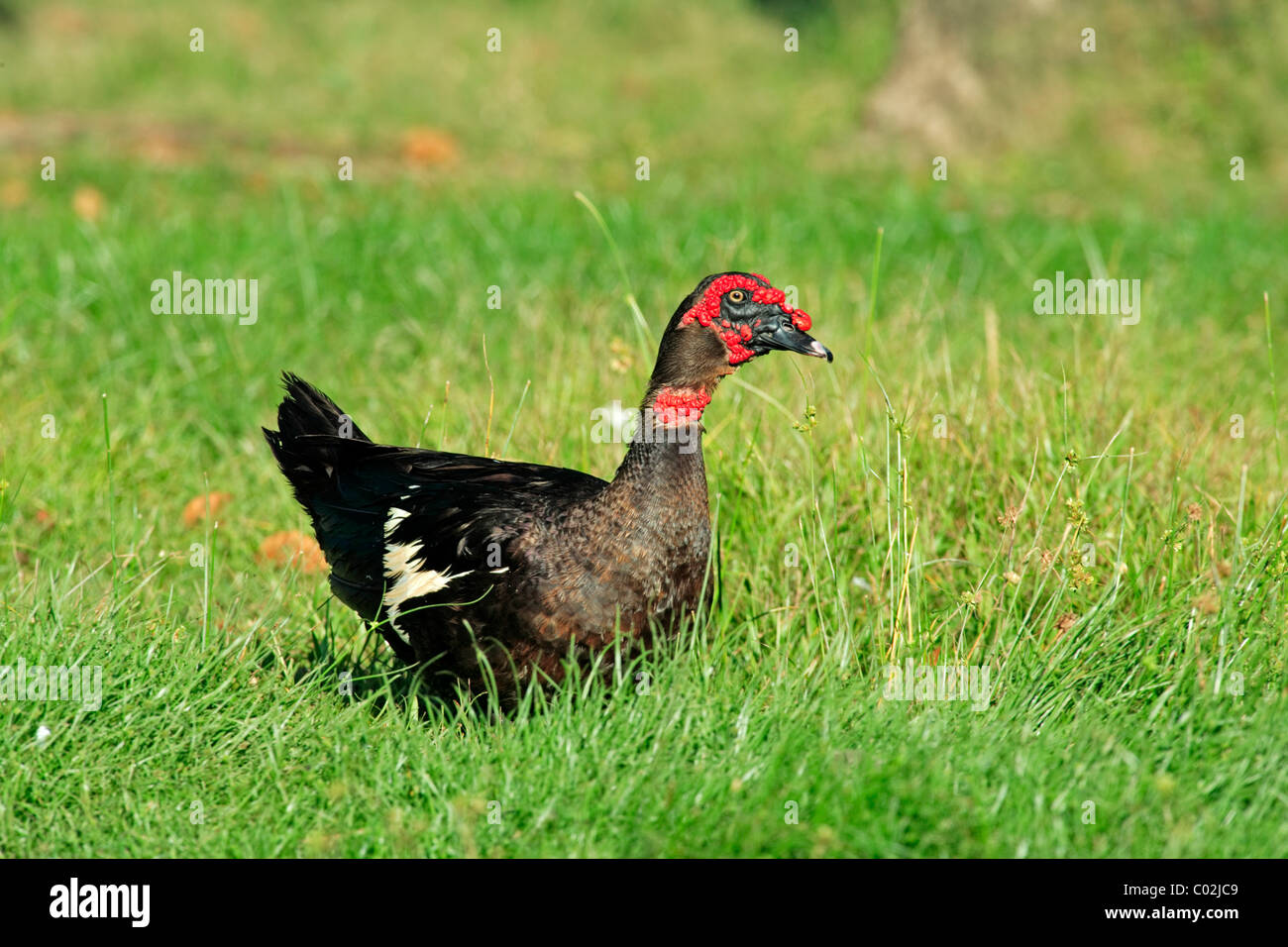 Muscovy duck (Cairina moschata), adult, male, drake, Pantanal wetland ...