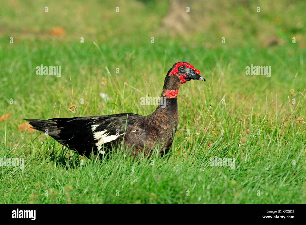Muscovy duck (Cairina moschata), adult, male, drake, Pantanal wetland ...