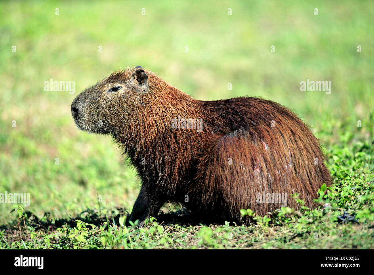 Capybara hi-res stock photography and images - Alamy