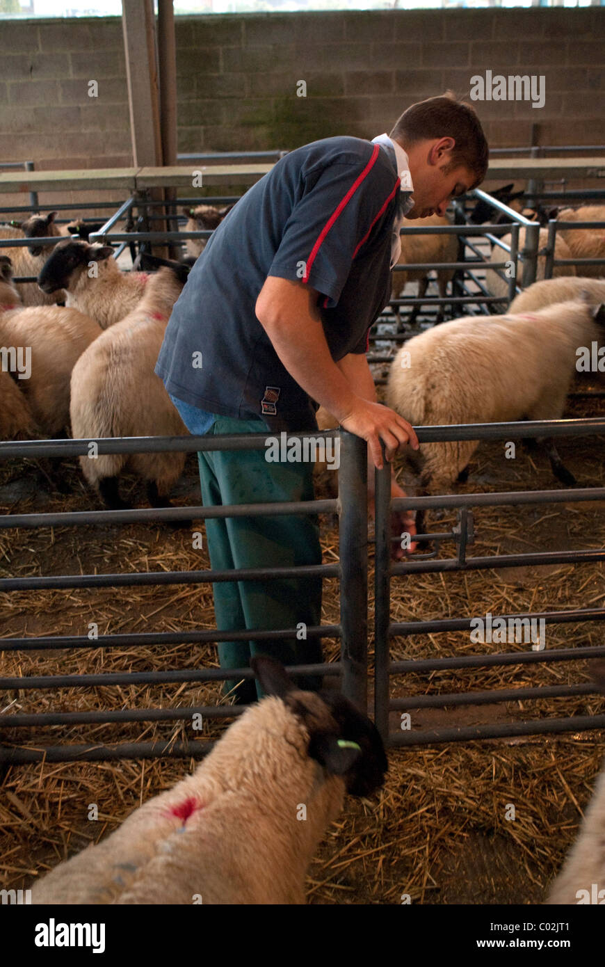 Bringing sheep to market hi-res stock photography and images - Alamy