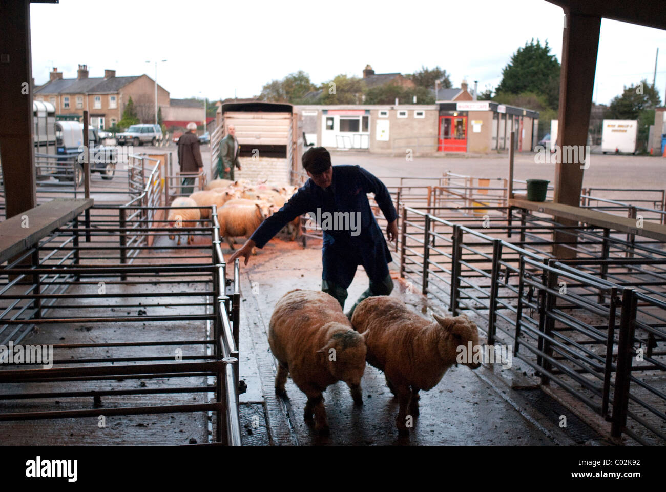 Taunton livestock market hi-res stock photography and images - Alamy