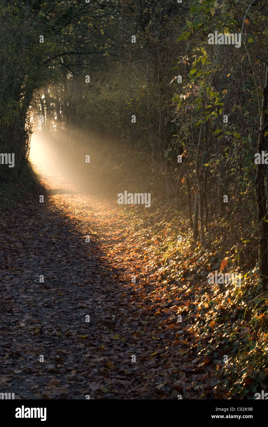 A shaft of sunlight shining through the mist Stock Photo - Alamy