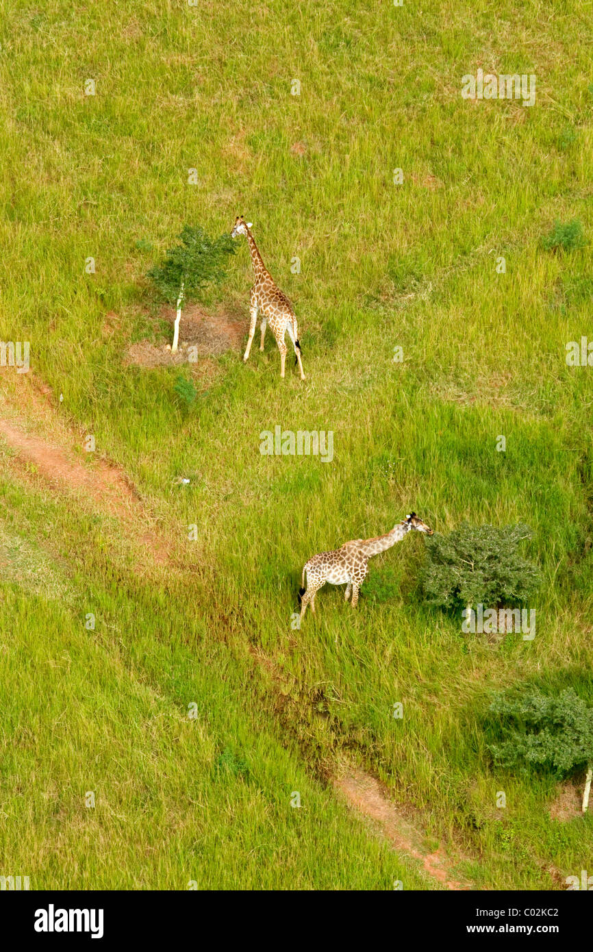 Pair of giraffe photographed from above Stock Photo - Alamy