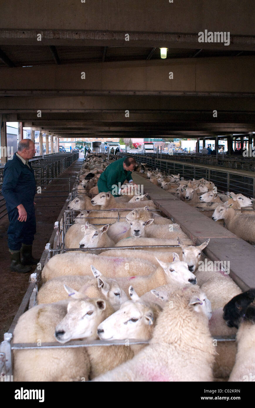 Taunton livestock market hi-res stock photography and images - Alamy