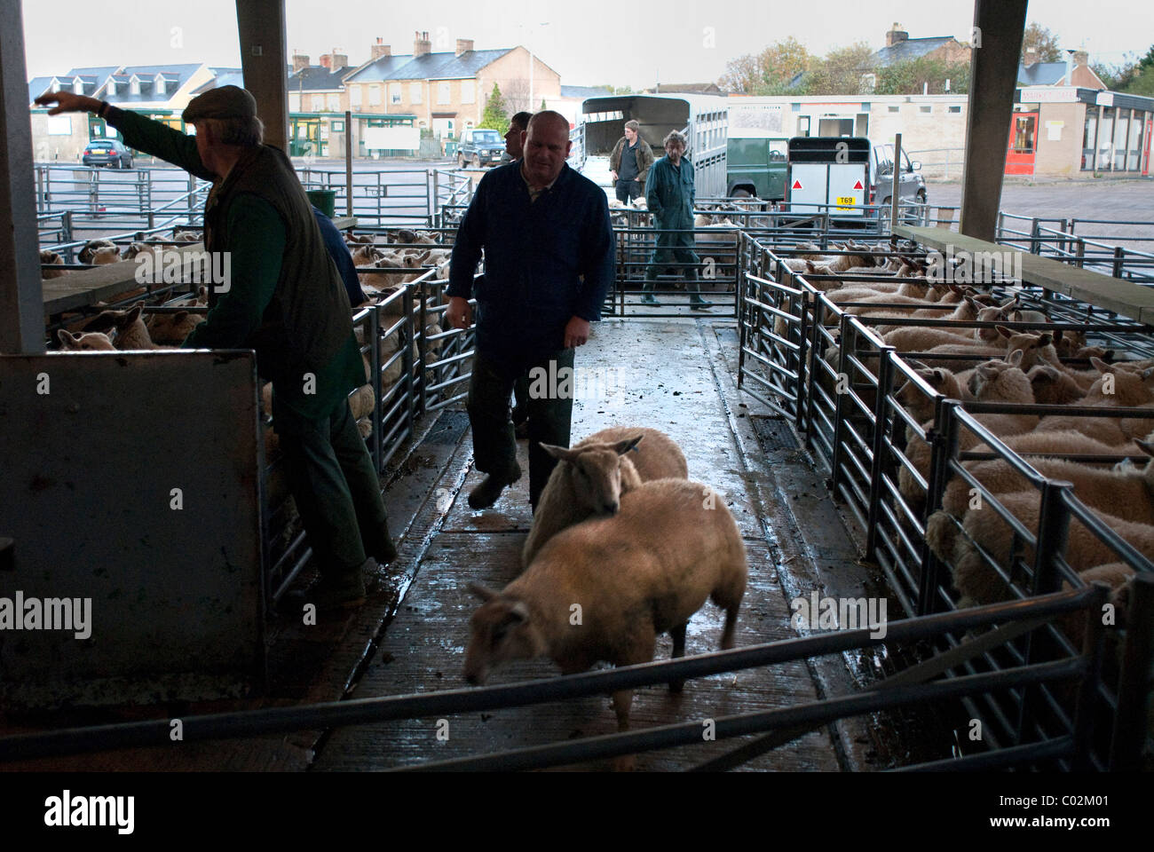 Weighing sheep hi-res stock photography and images - Alamy