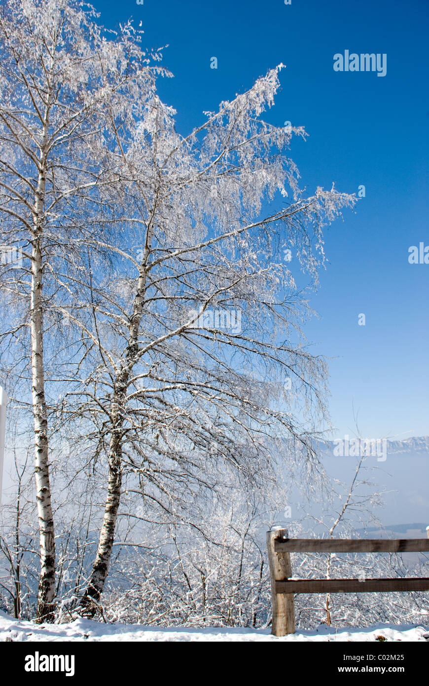 Snow covered birch trees hi-res stock photography and images - Alamy