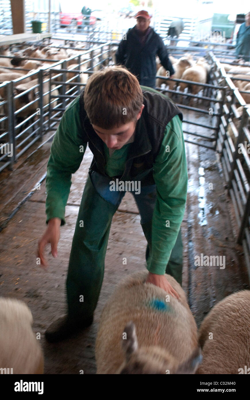 Marking sheep with paint hi-res stock photography and images - Alamy