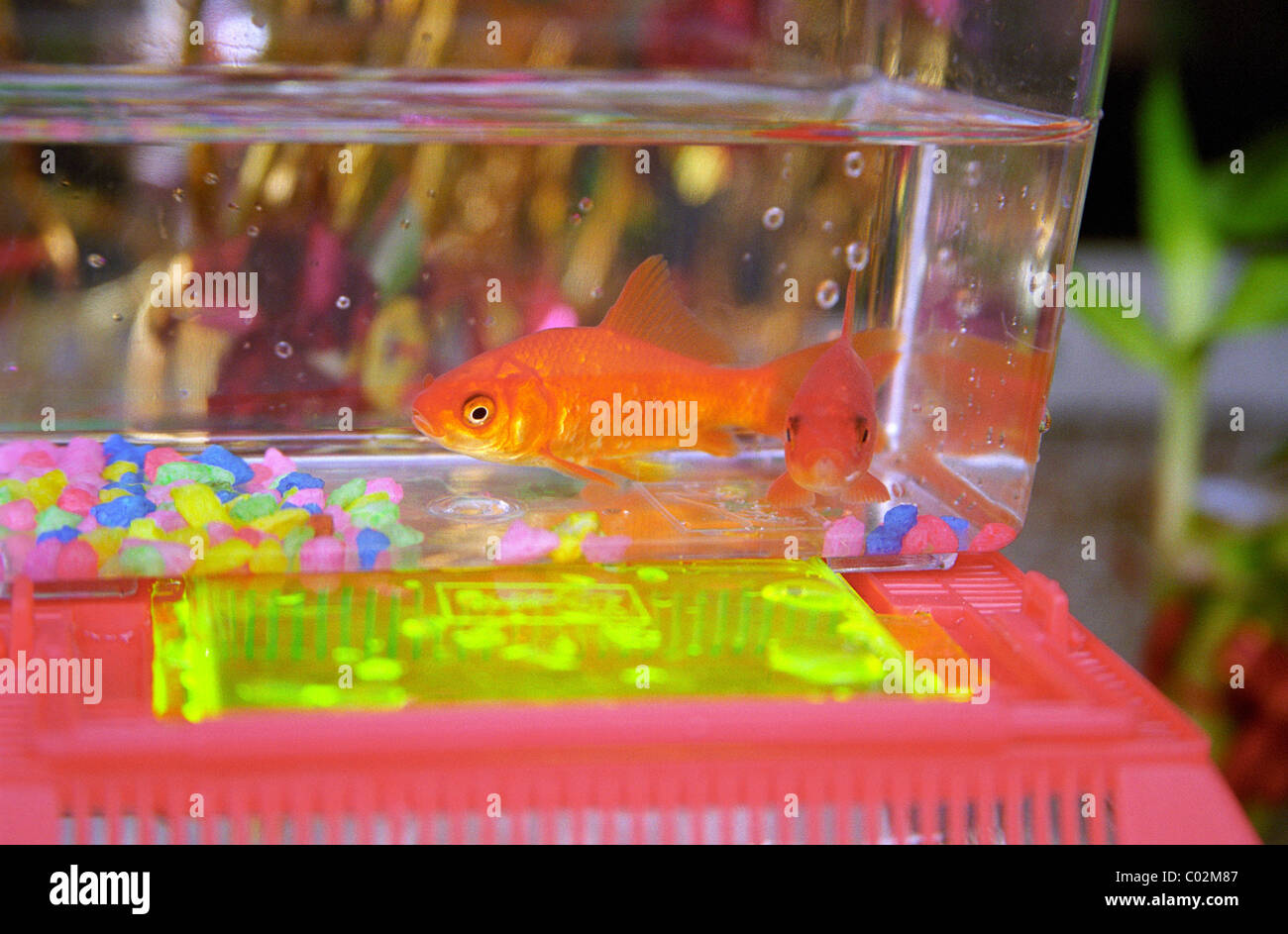 Freshwater fish california hi-res stock photography and images - Alamy