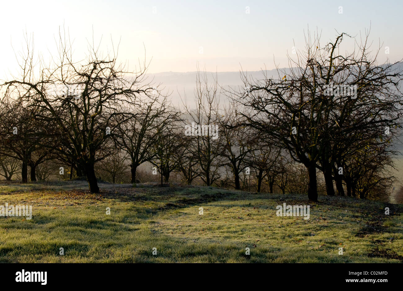 Prunes france hi-res stock photography and images - Alamy