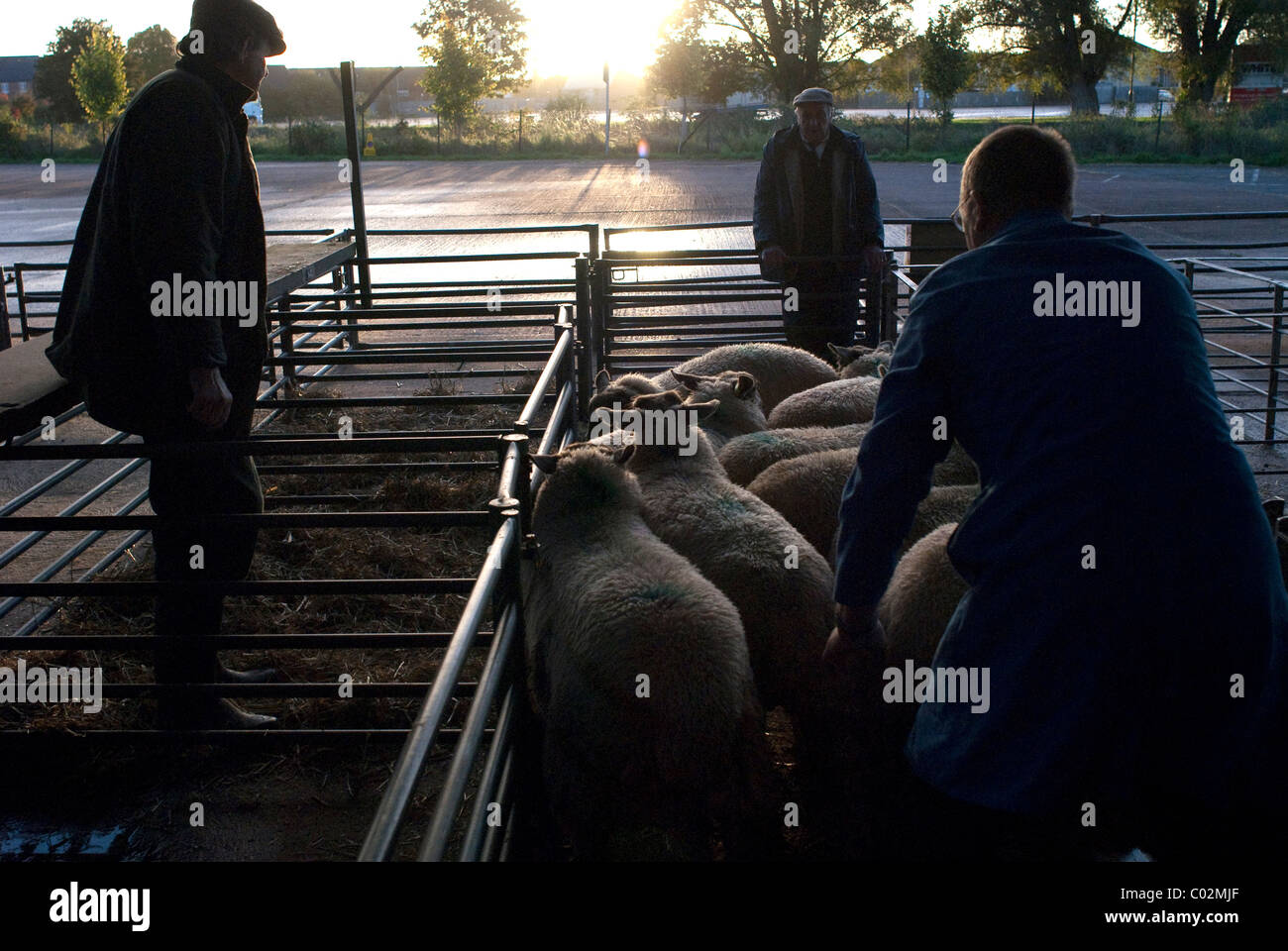Weighing-in sheep at Taunton Livestock market, booking in, tagging with ...