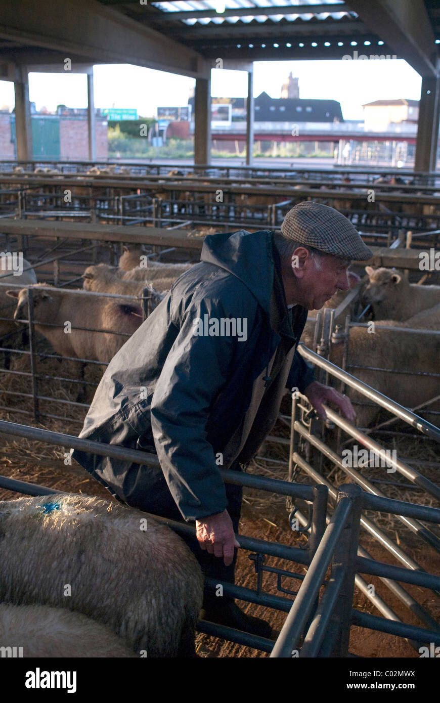 Marking sheep with paint hi-res stock photography and images - Alamy