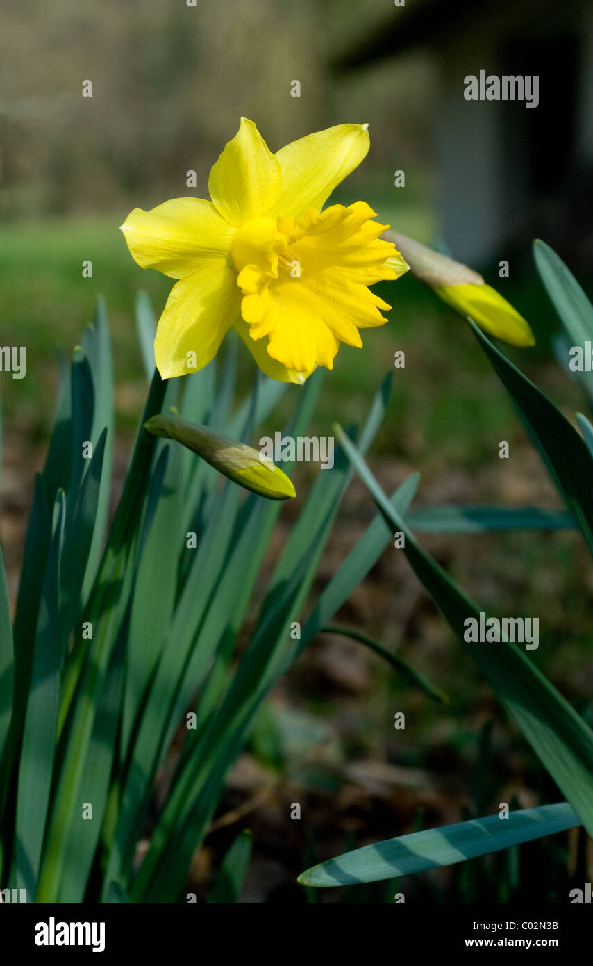 Daffodil, just come out. Spring is on its way Stock Photo - Alamy
