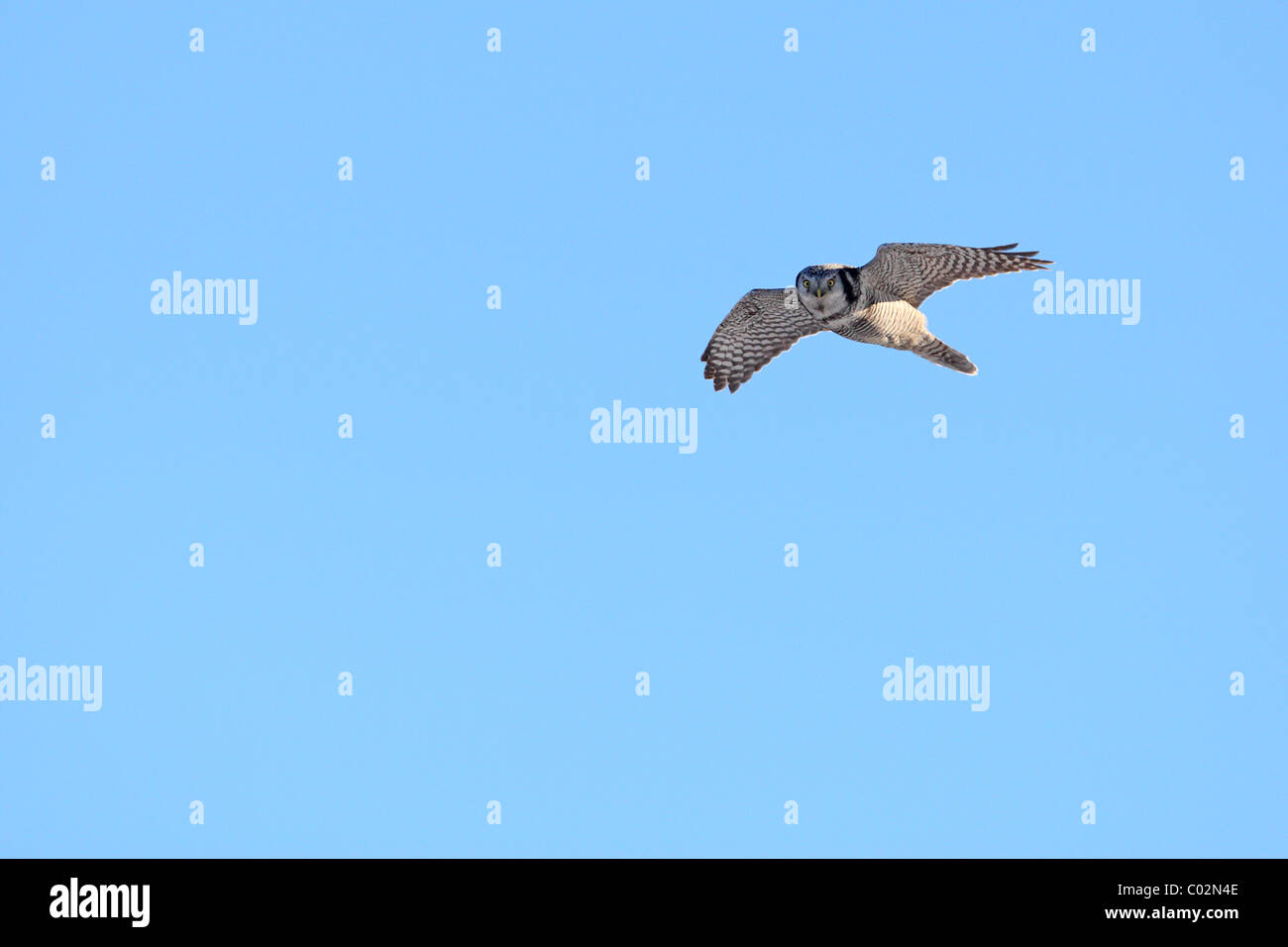 Owl flight uk hi-res stock photography and images - Alamy