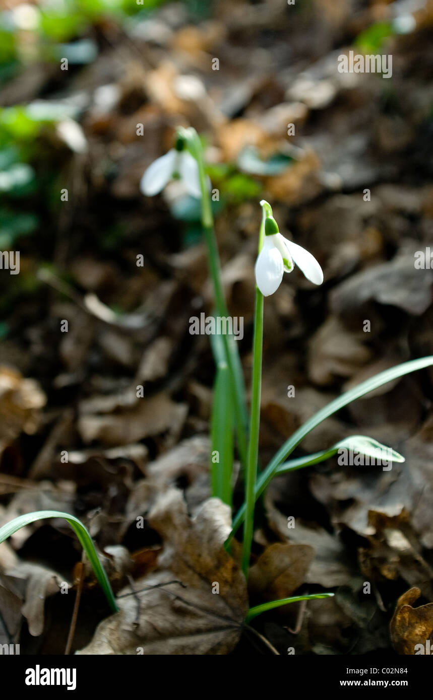 Snowdrops peeping out amongst dead leaves. Spring is on its way Stock ...