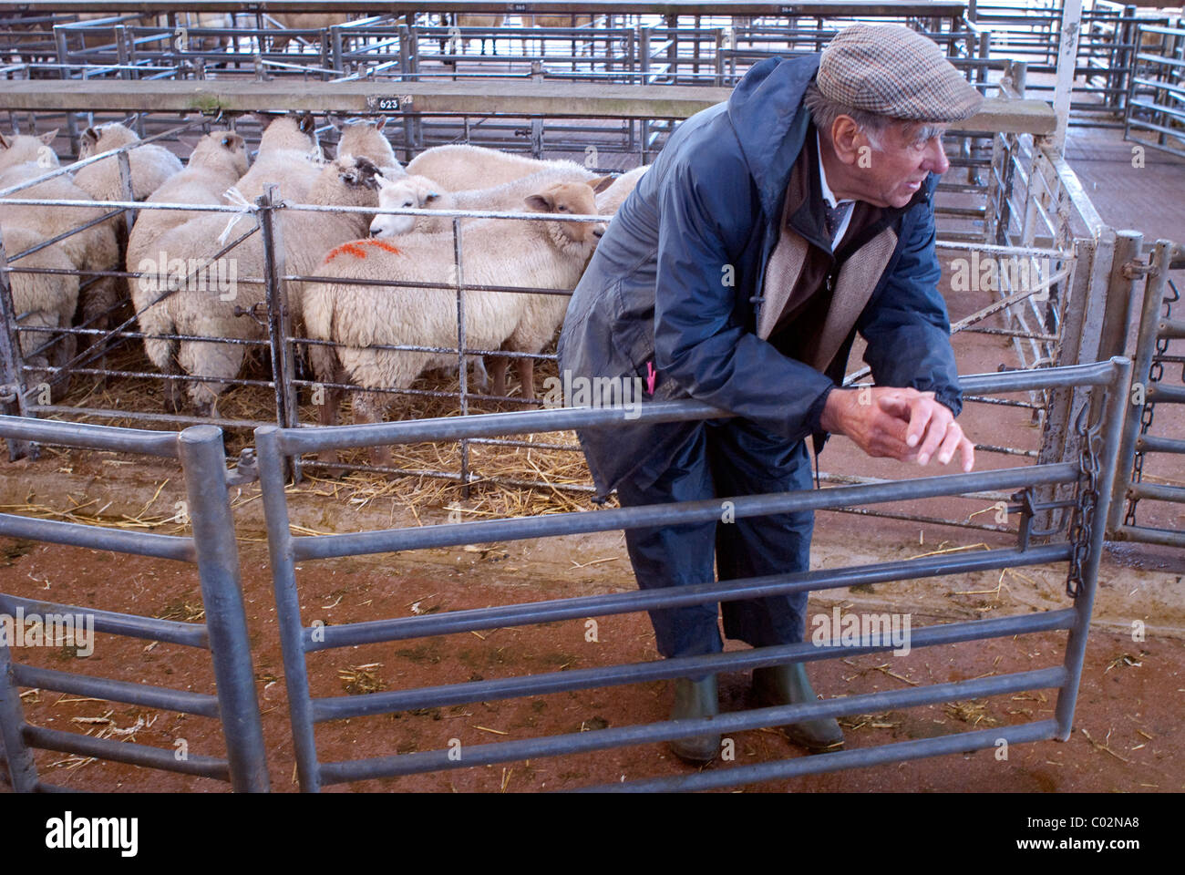 Weighing-in sheep at Taunton Livestock market, booking in, tagging with ...
