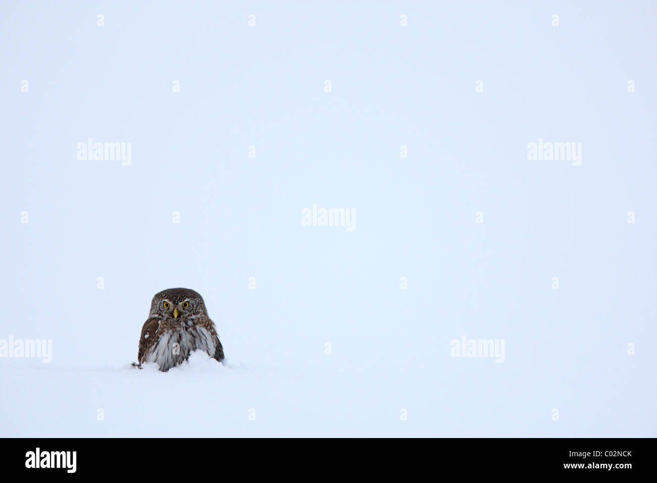 Minimalistic owl hi-res stock photography and images - Alamy