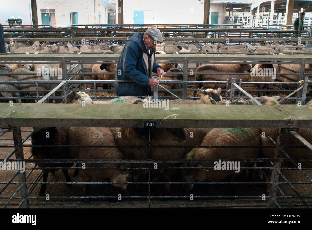 Taunton livestock market hi-res stock photography and images - Alamy