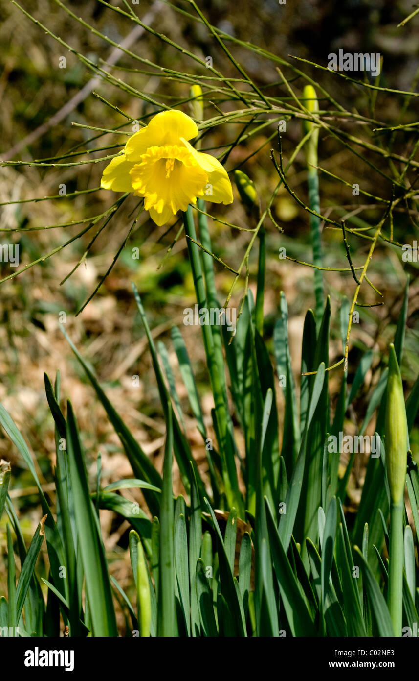 Daffodil way hi-res stock photography and images - Alamy