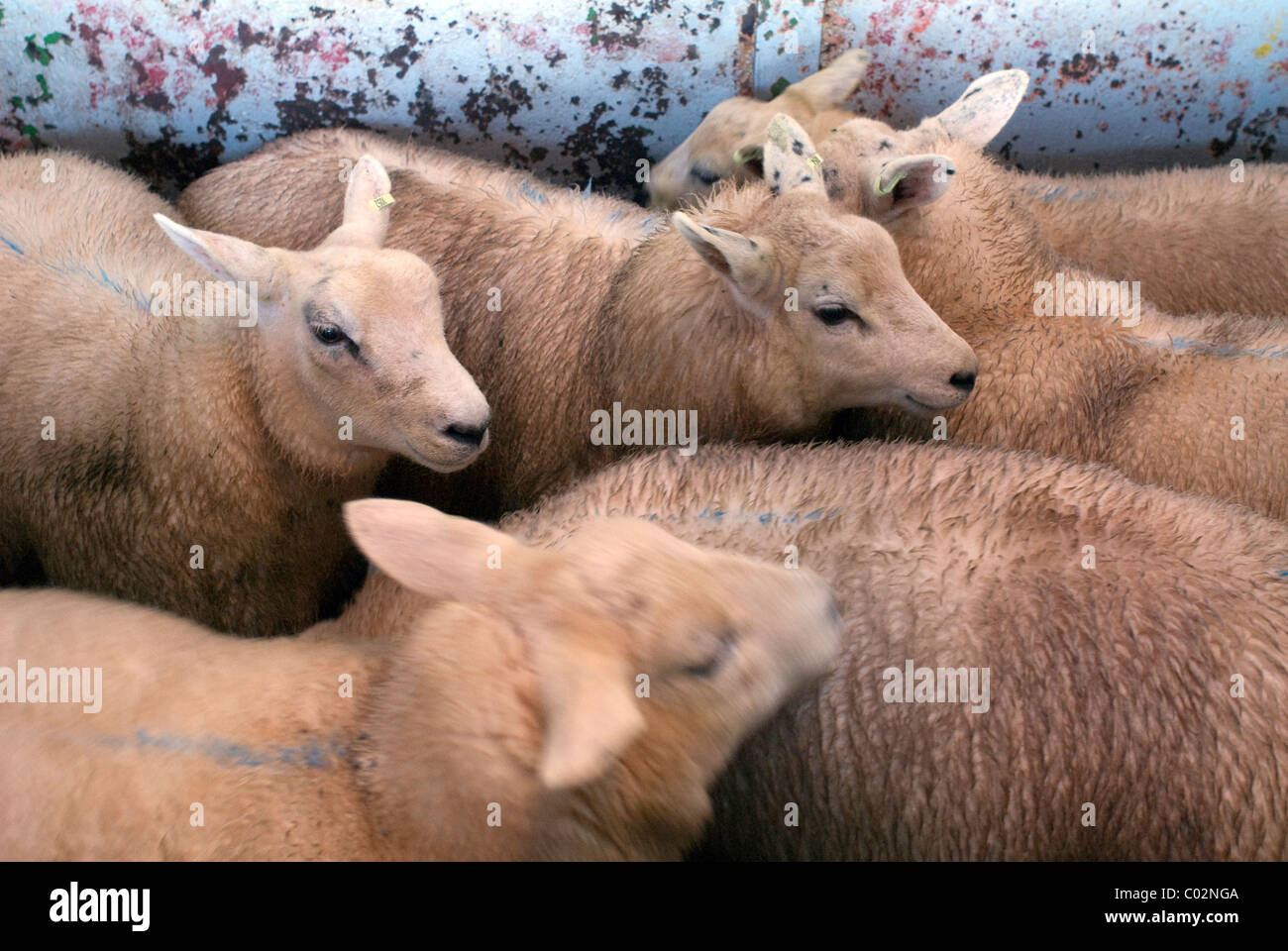 Weighing-in sheep at Taunton Livestock market, booking in, tagging with ...
