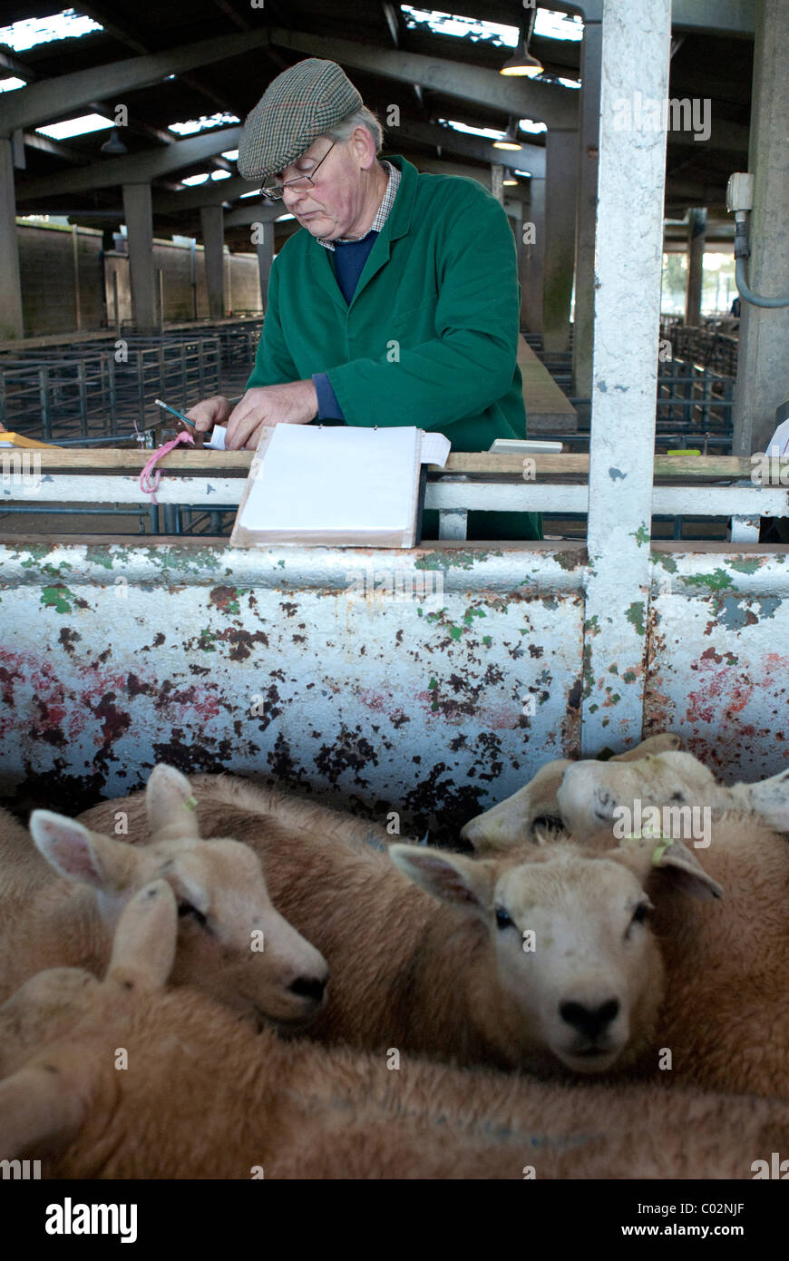 Marking sheep with paint hi-res stock photography and images - Alamy