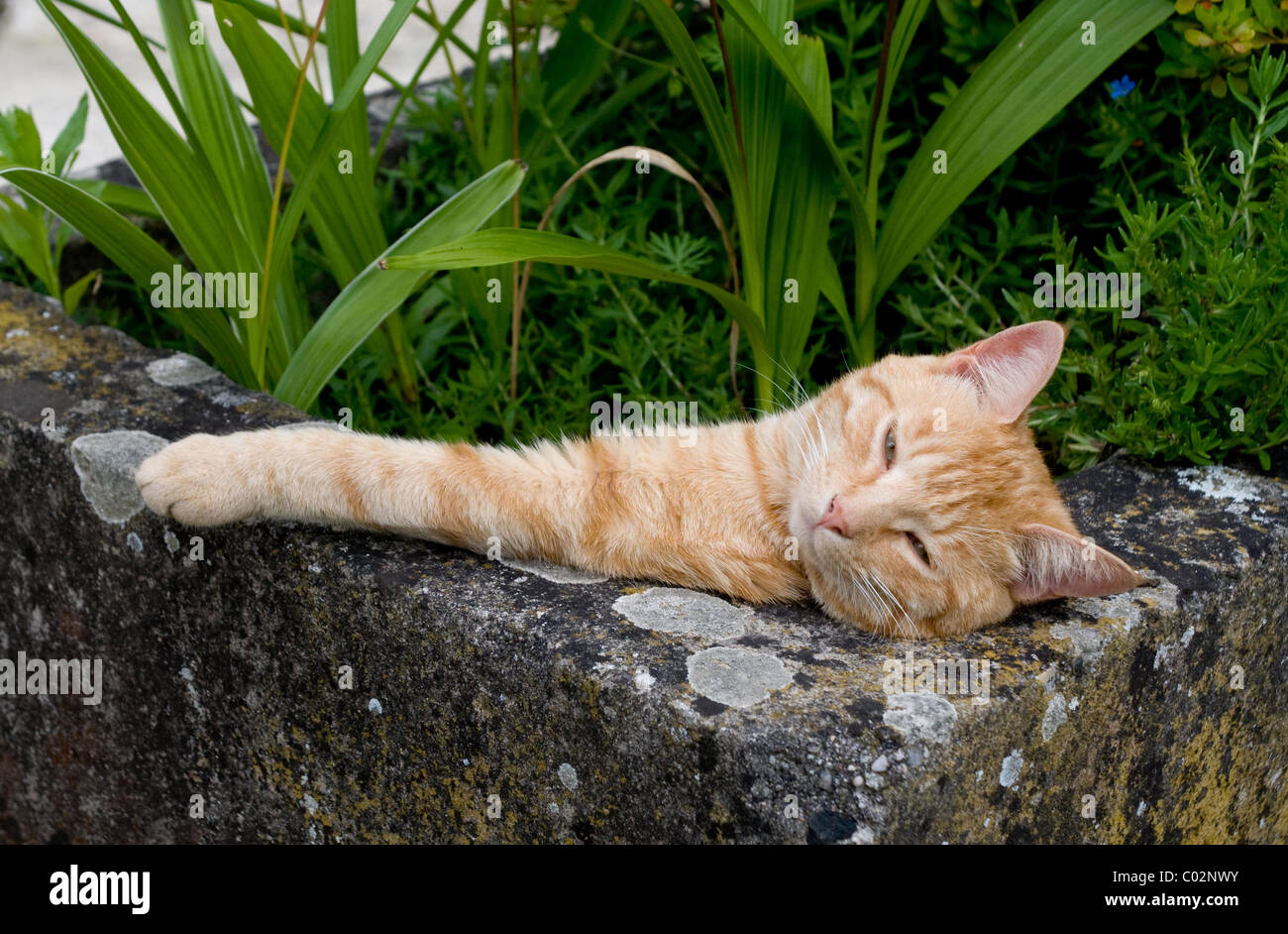 Cat basking in the sun, in a flower pot Stock Photo - Alamy